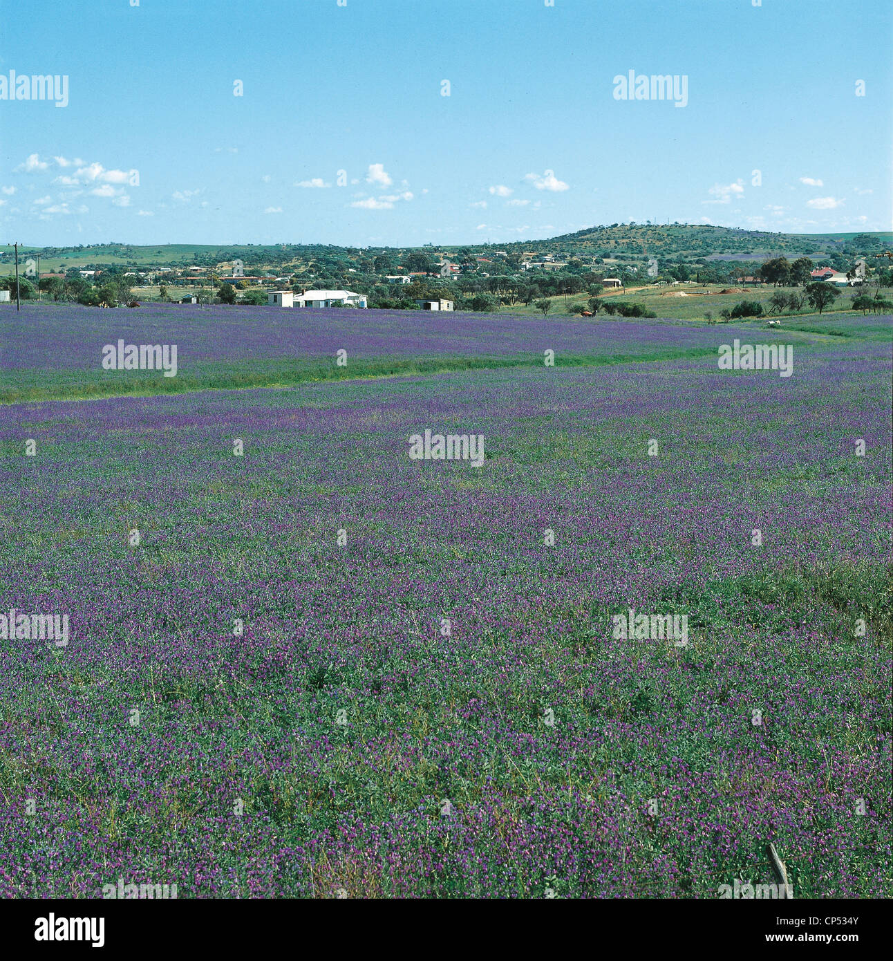 Australia - Western Australia - Gibson Desert, spring flowering Stock ...