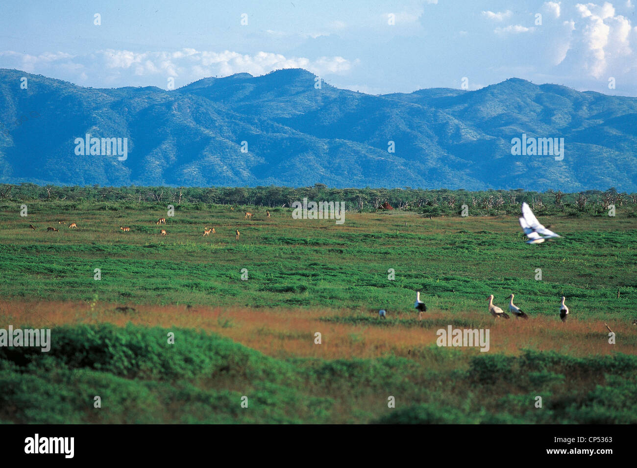 Zimbabwe - Kariba - Fothergill Island Stock Photo - Alamy