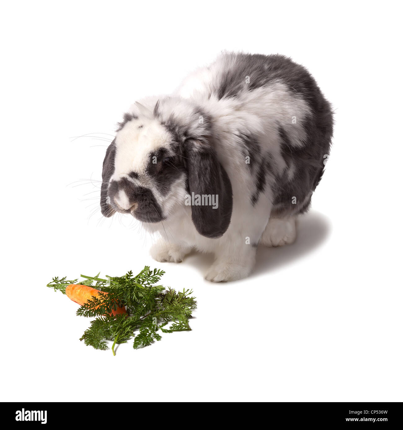 Cute Grey and White Lop Eared Bunny Rabbit With Carrot and Greens On ...