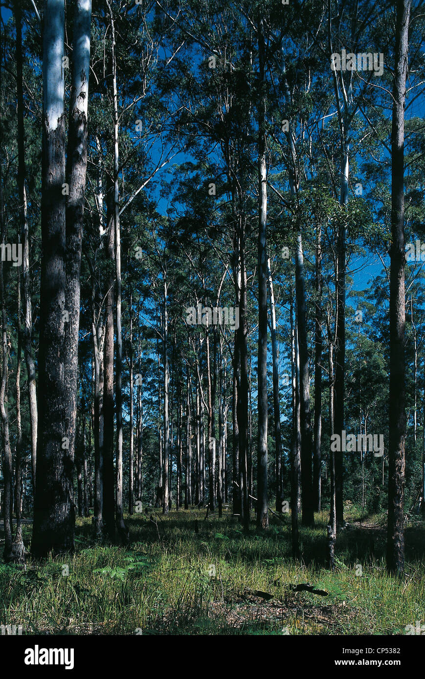 Australia - New South Wales - Middle Brother State Forest, eucalyptus ...