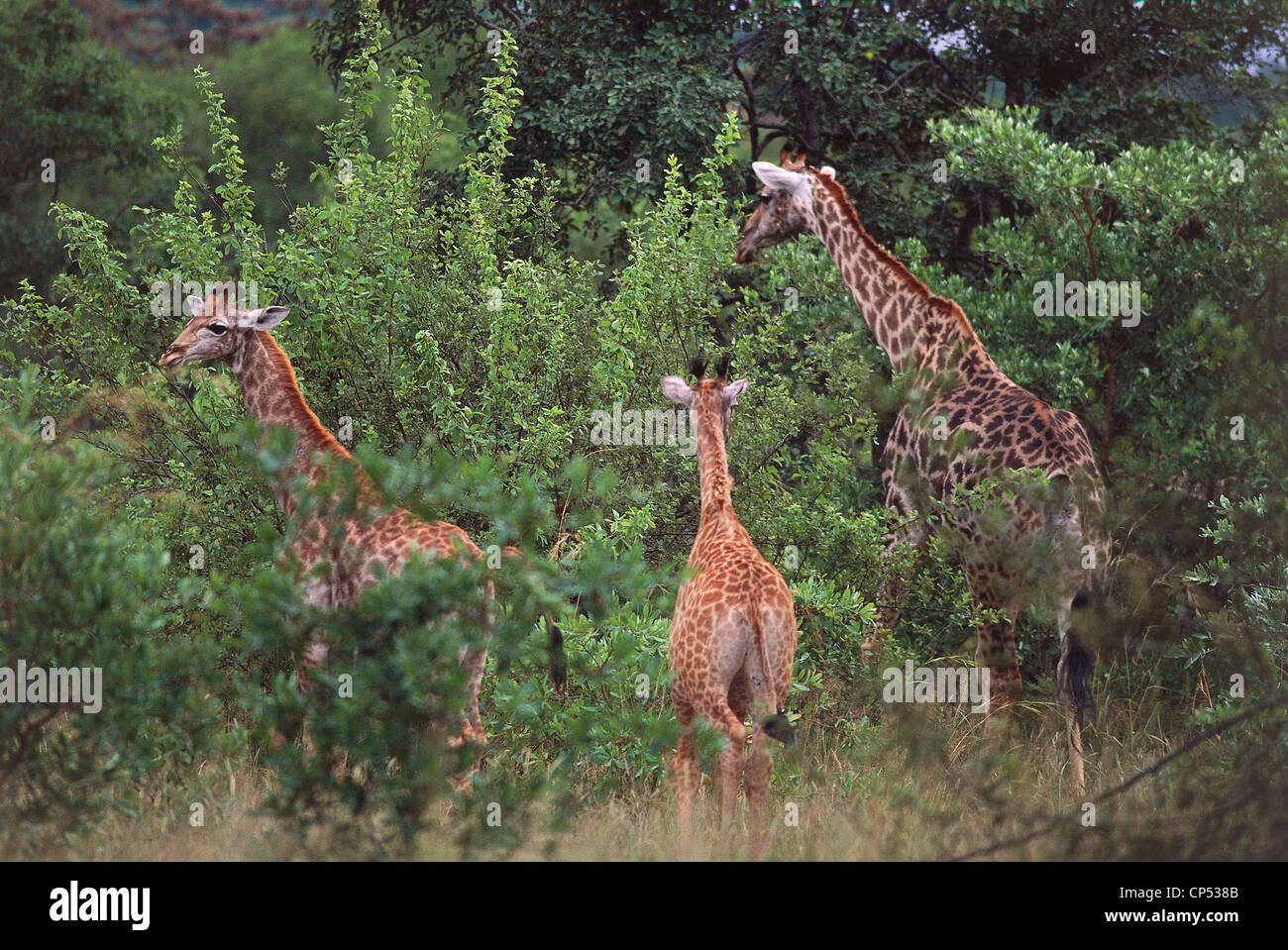 Zimbabwe - Matobo National Park, whove Game Park. Group of Giraffe ...