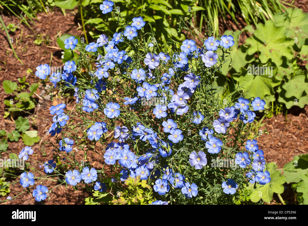 Many blue flowers of Common flax, linseed, Linum usitatissimum Stock ...