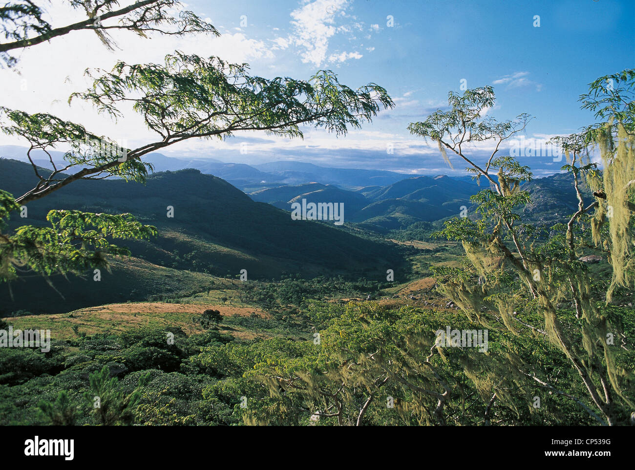 Zimbabwe - Chimanimani National Park. The forest Stock Photo - Alamy