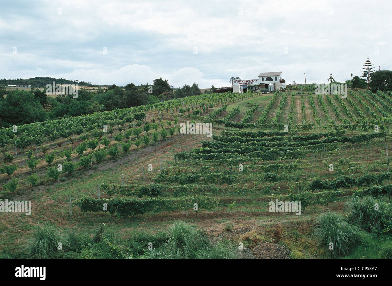 New Zealand - Northern Territory - Otaika, vineyards Stock Photo - Alamy
