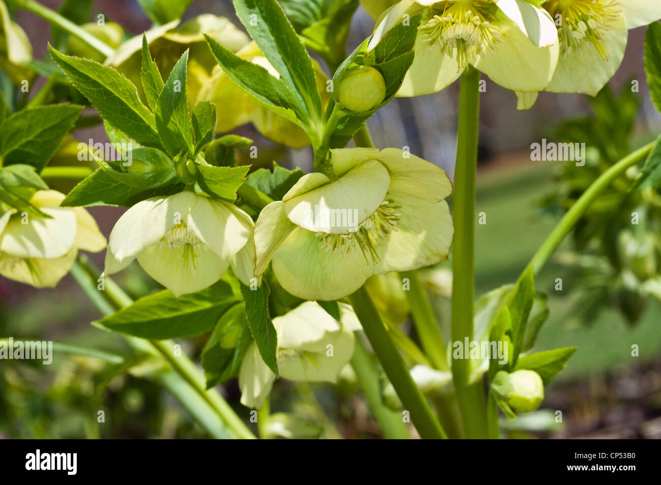 White yellow green flowers of Hellebore, Lenten rose, Helleborus ...
