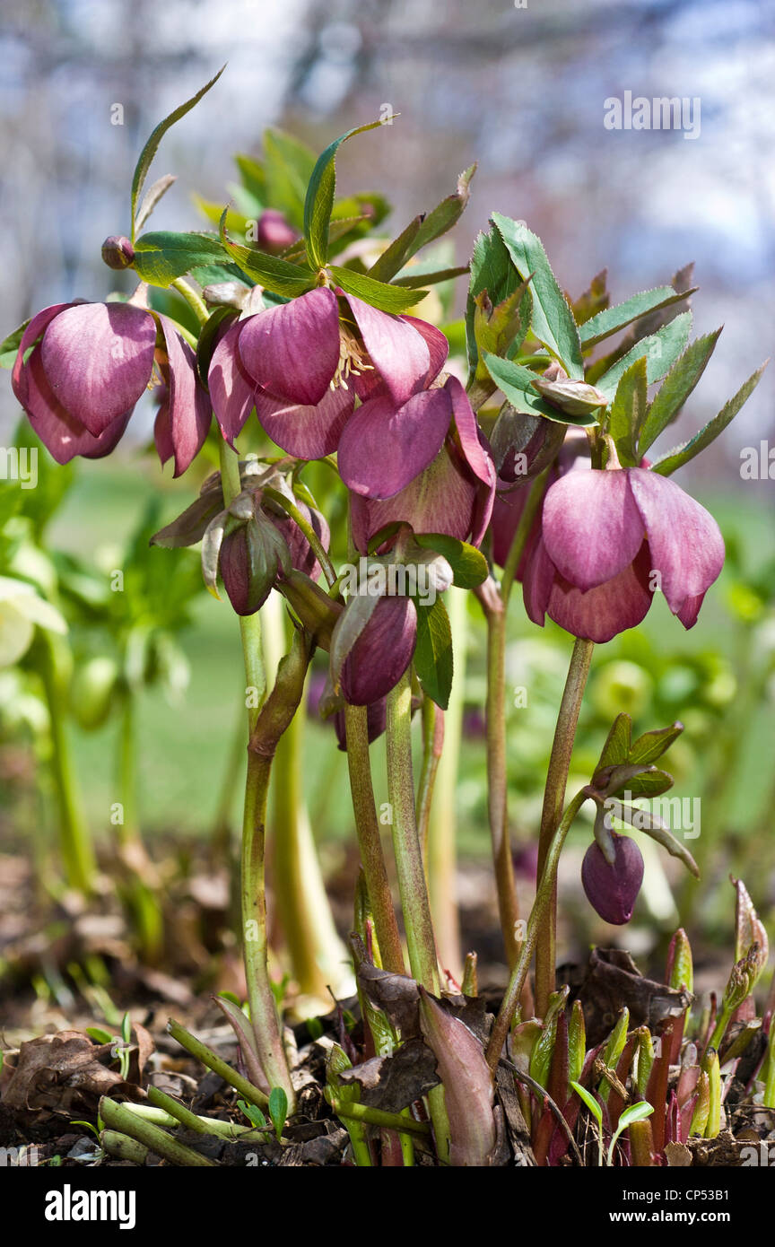 Violet purple flowers of Hellebore, Lenten rose, Helleborus hybridus ...