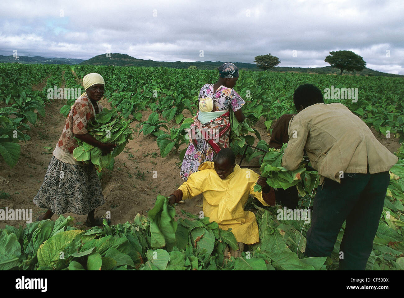 Zimbabwe - Around Rusape - Collection of tobacco Stock Photo - Alamy