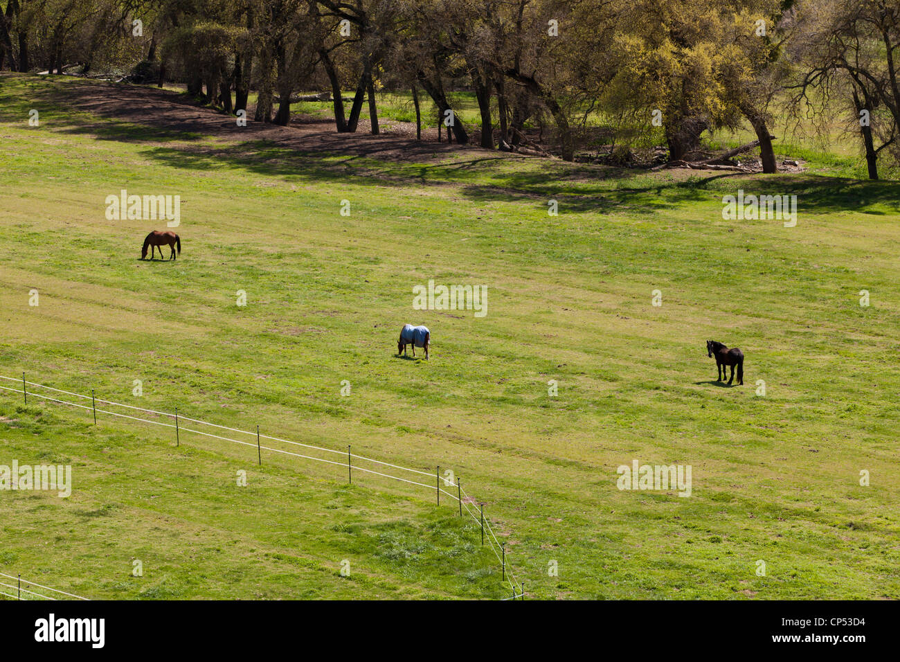 Horses grazing on grassy field Stock Photo - Alamy