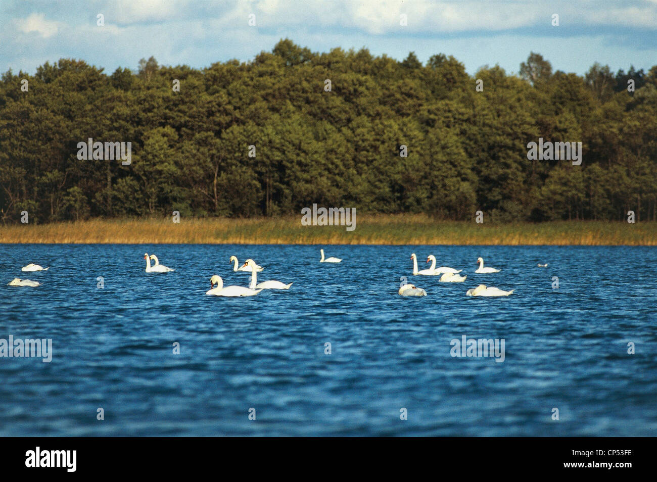 Poland - Masuri Lakes National Park - mute swans (Cygnus olor) on the ...