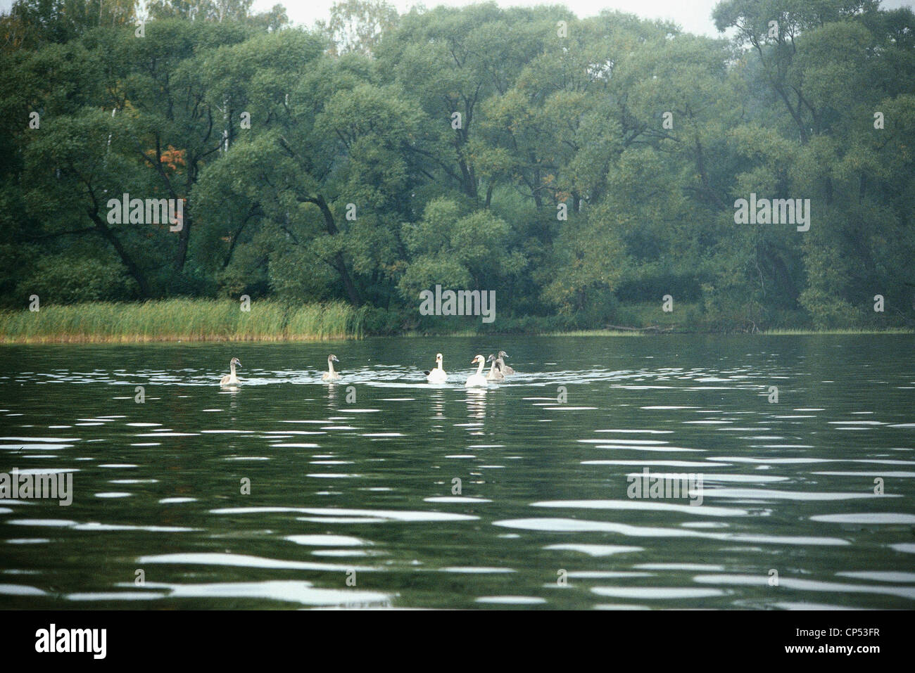 Masuri hi-res stock photography and images - Alamy