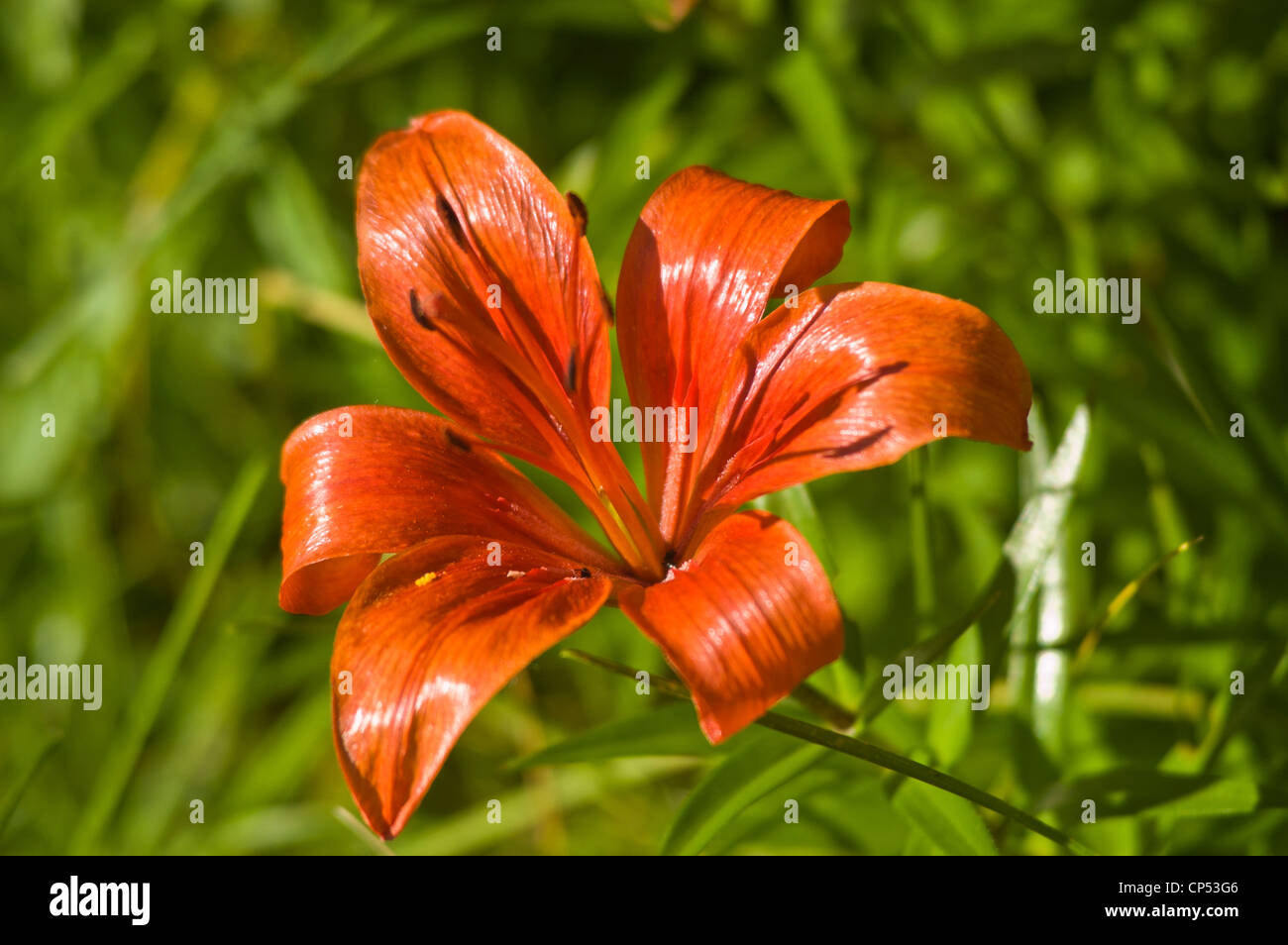One red daylily flower closeup Stock Photo - Alamy