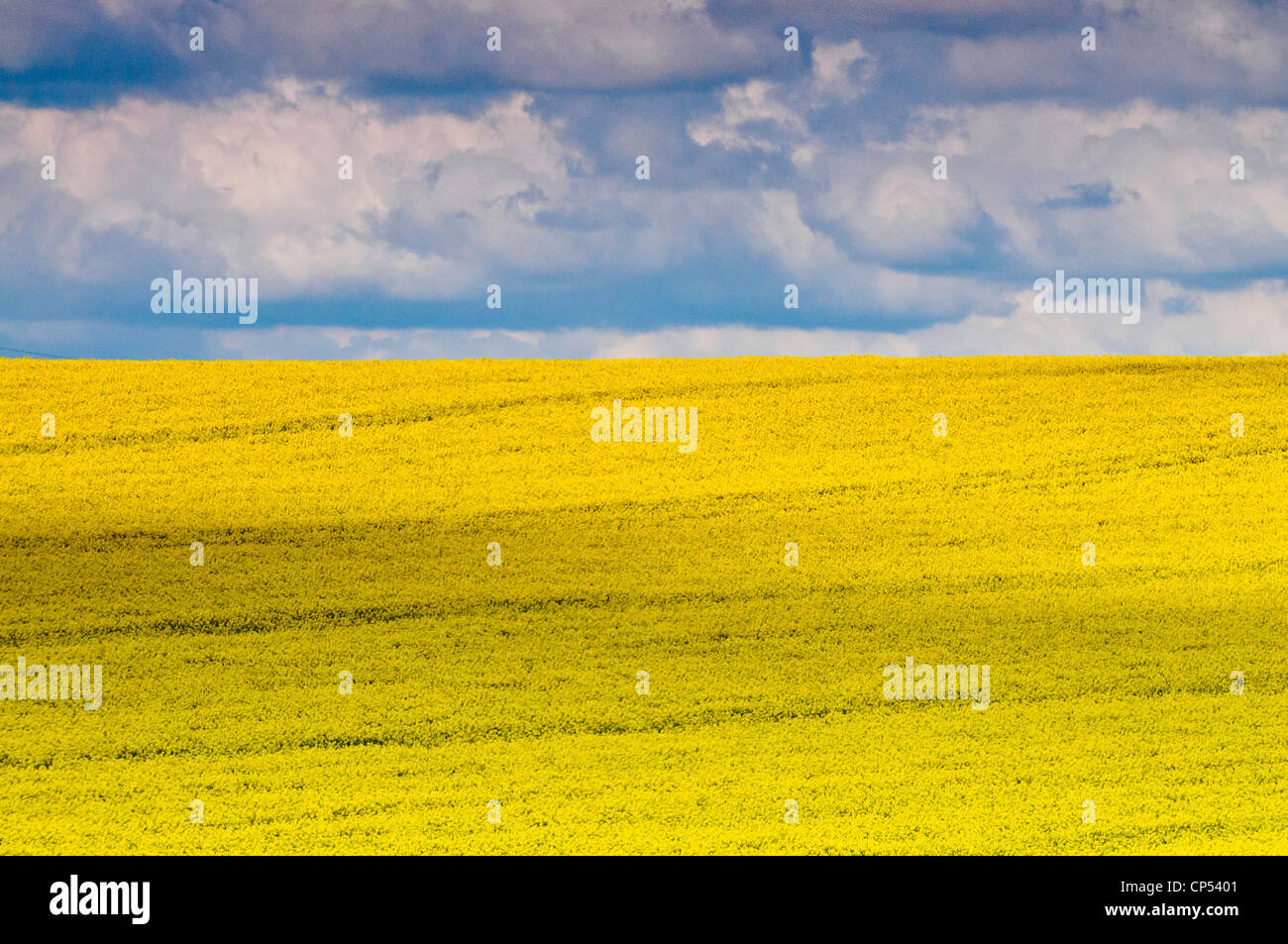 Rapeseed field under a blue sky with white clouds overhead Stock Photo ...