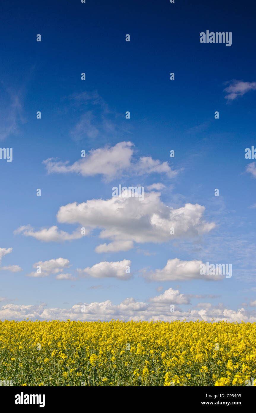 Rapeseed field under a blue sky with white clouds overhead Stock Photo ...