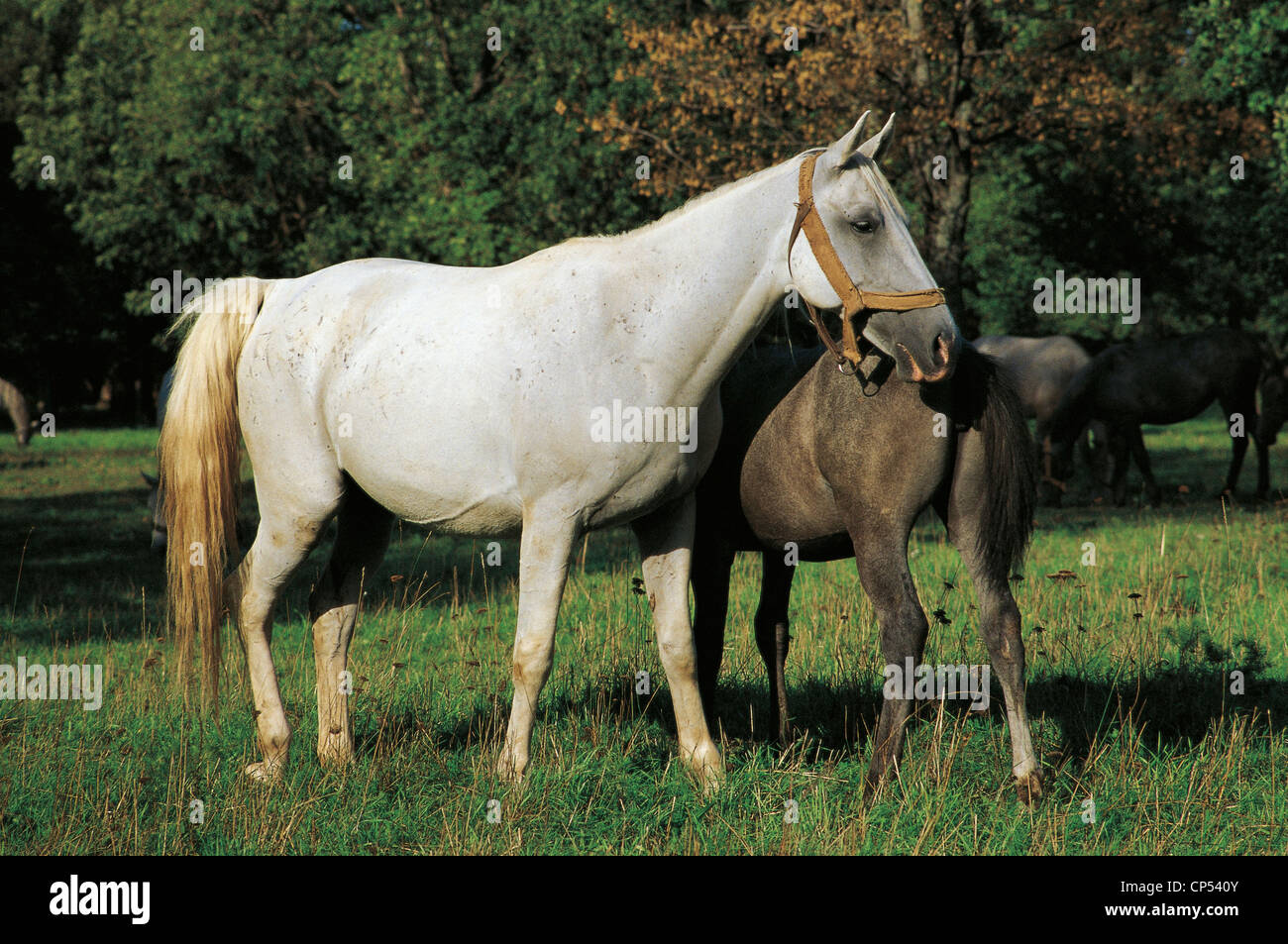 Lipizzaner breeding hi-res stock photography and images - Alamy