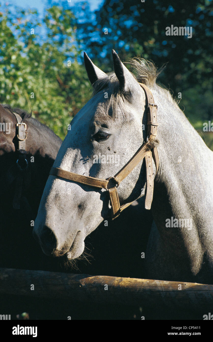 Slovenia - Lipica (Lipica). Lipizzaner horses Stock Photo - Alamy