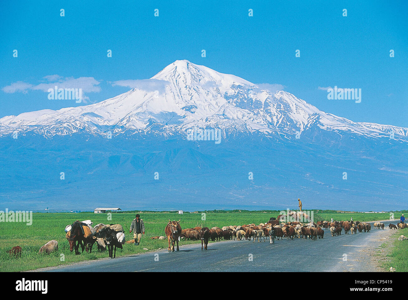 Armenia - Mount Ararat Valley. Transhumance Stock Photo - Alamy