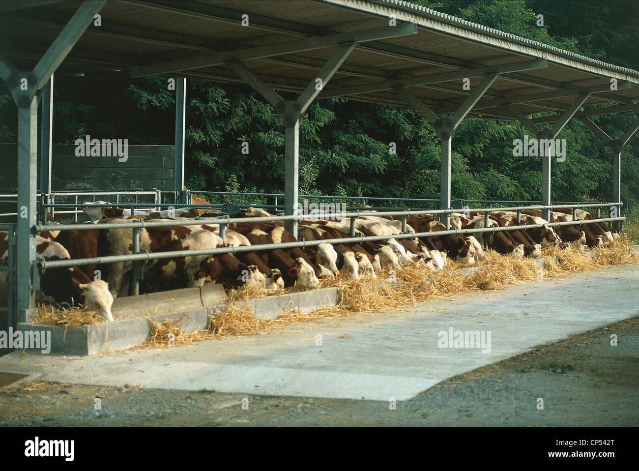 Intensive cattle rearing hi-res stock photography and images - Alamy