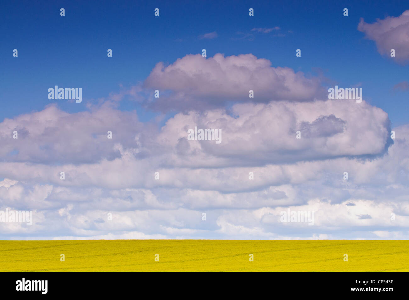Rapeseed field under a blue sky with white clouds overhead Stock Photo ...