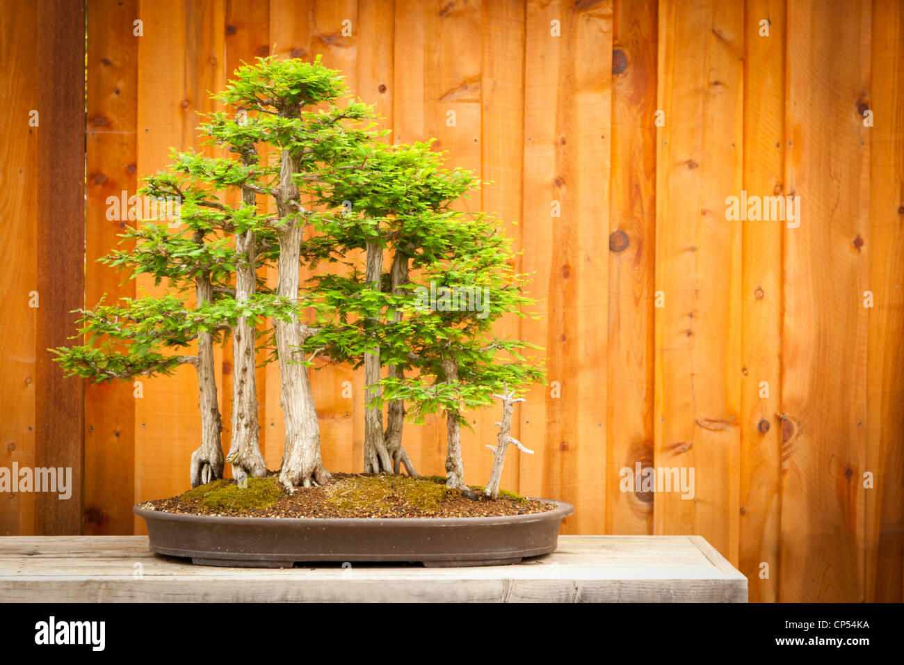 Beautiful Bald Cypress Bonsai Tree Forest Against A Wood Fence Stock ...