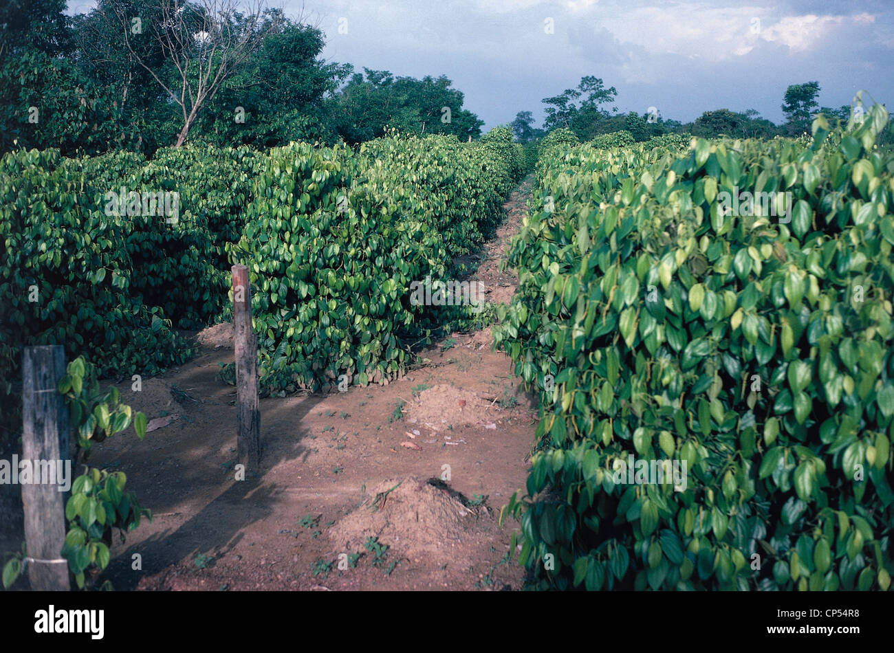 Brazil - cultivation of black pepper Stock Photo - Alamy