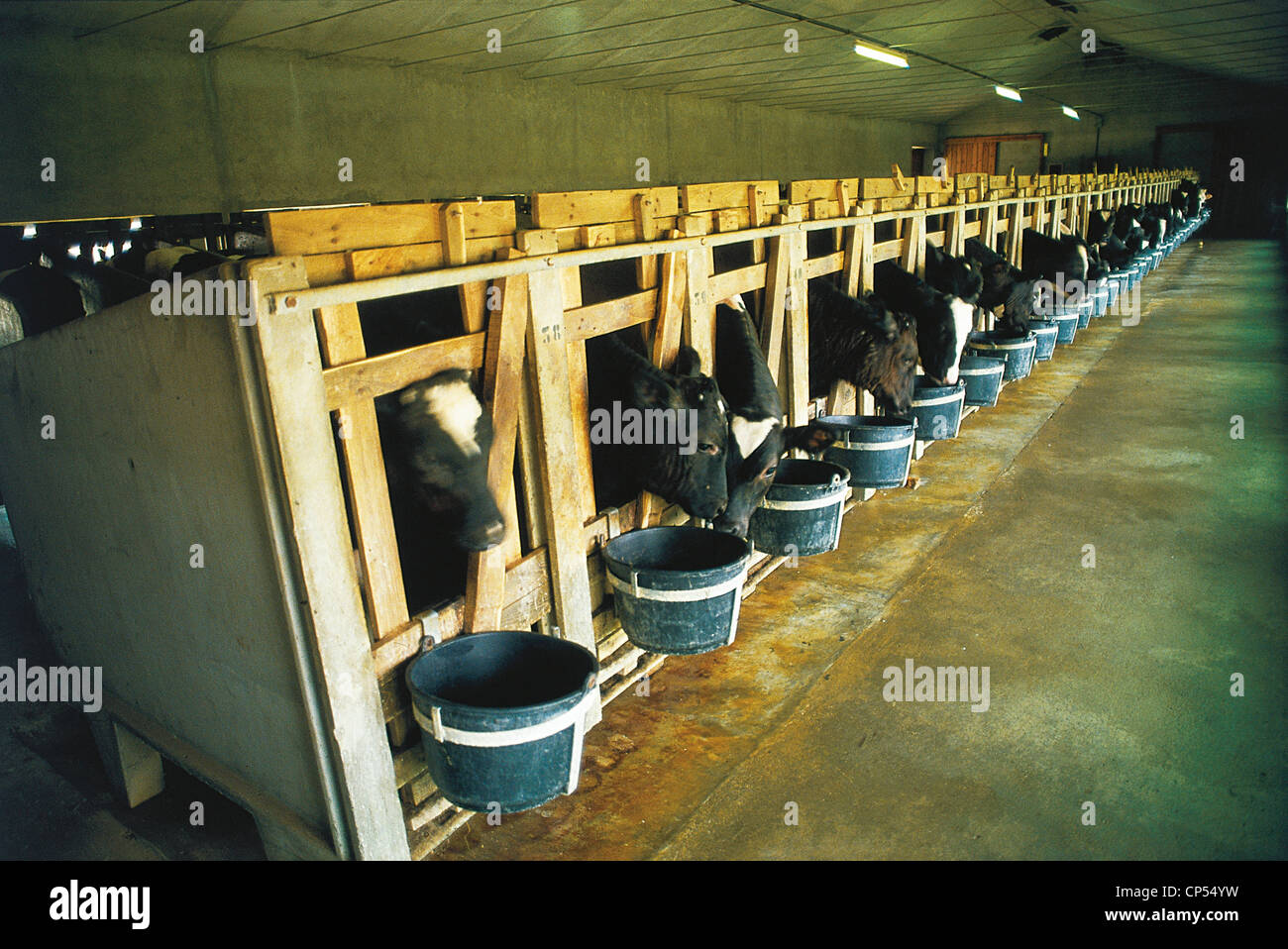 Lombardy Intensive Cattle Breeding Stock Photo - Alamy