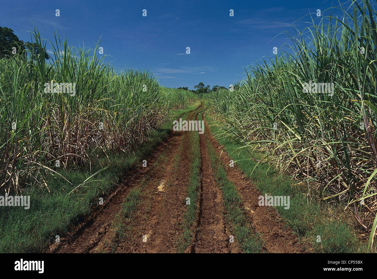 Madagascar - Nosy Be Island - sugar cane plantations Stock Photo - Alamy