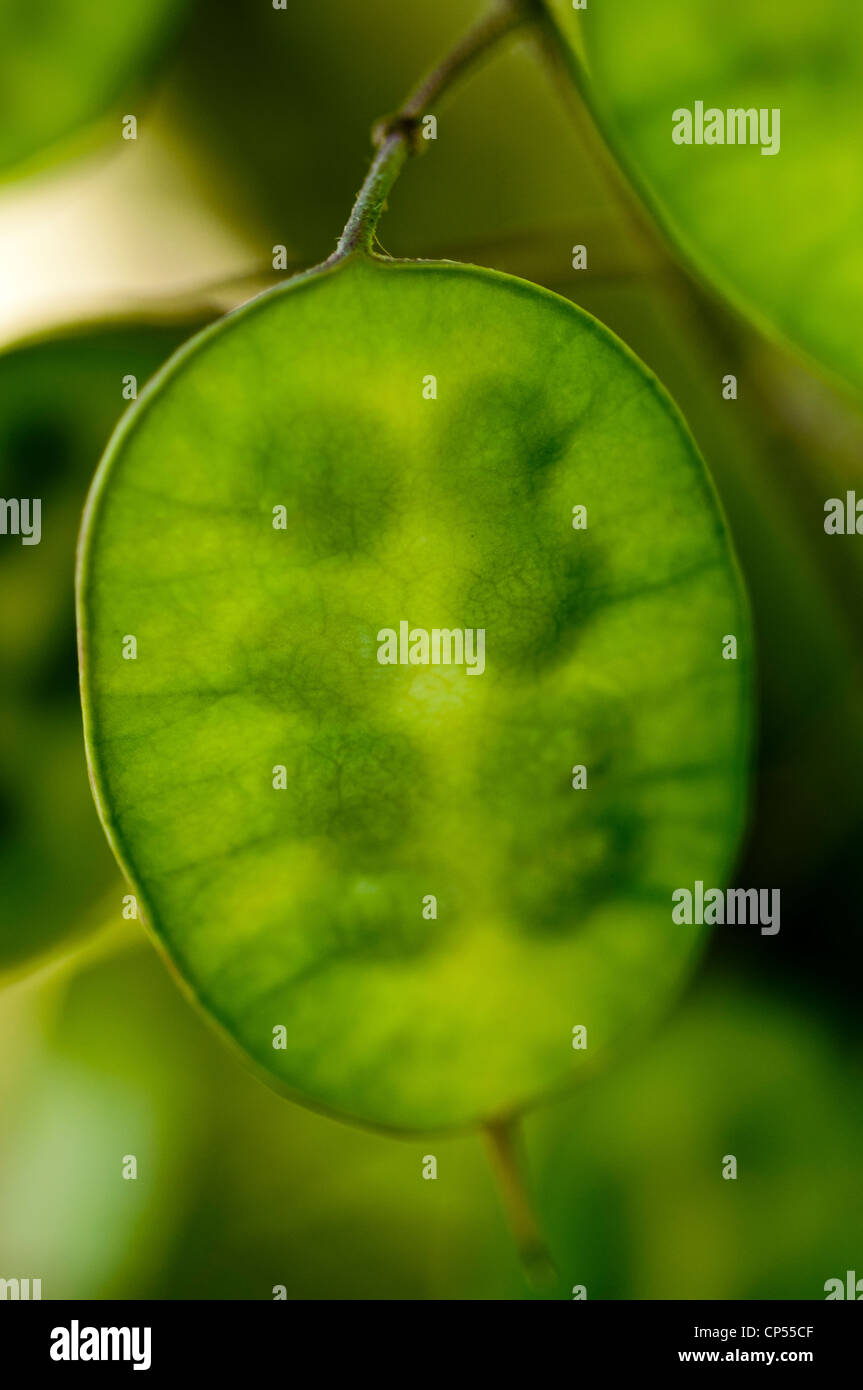 Translucent seed pods hi-res stock photography and images - Alamy