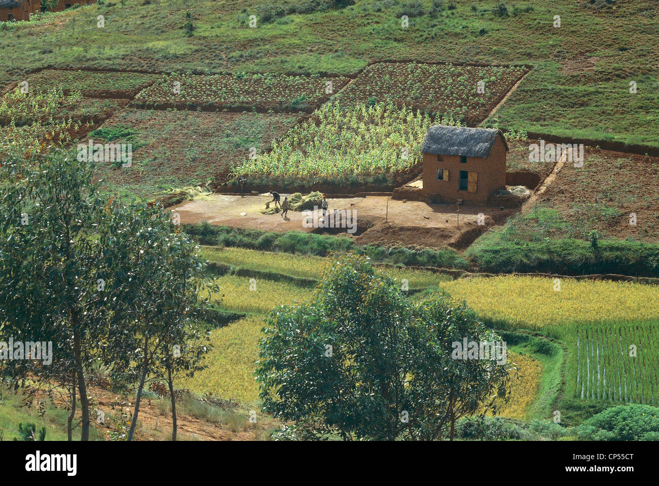 Madagascar - Antananarivo - Collection of rice Stock Photo - Alamy