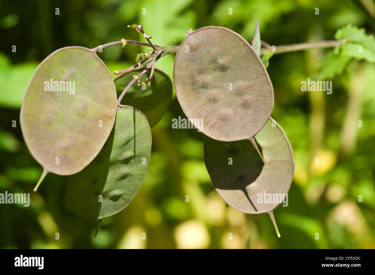Honesty Lunaria Annua Seed Pods Stock Photos & Honesty Lunaria Annua ...
