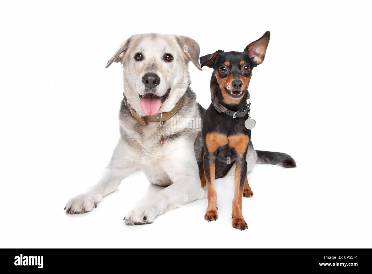 miniature Pinscher and a mixed breed Labrador in front of white Stock ...