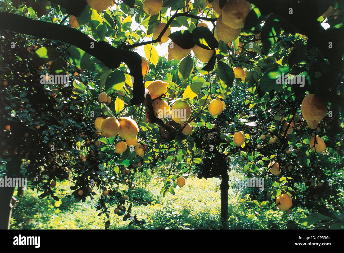 Citrus Crops In Sicily At Bagheria In Basin Gold Stock Photo - Alamy