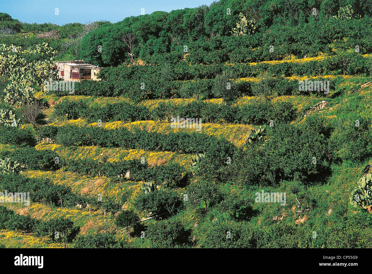 Citrus Crops In Sicily To Basin Gold At Bagheria Stock Photo - Alamy