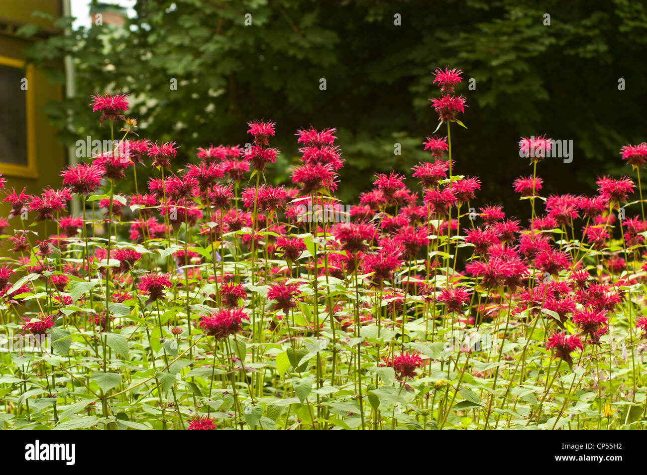 Red flowers of Bergamot, Scarlet beebalm, Scarlet monarda, Oswego tea ...