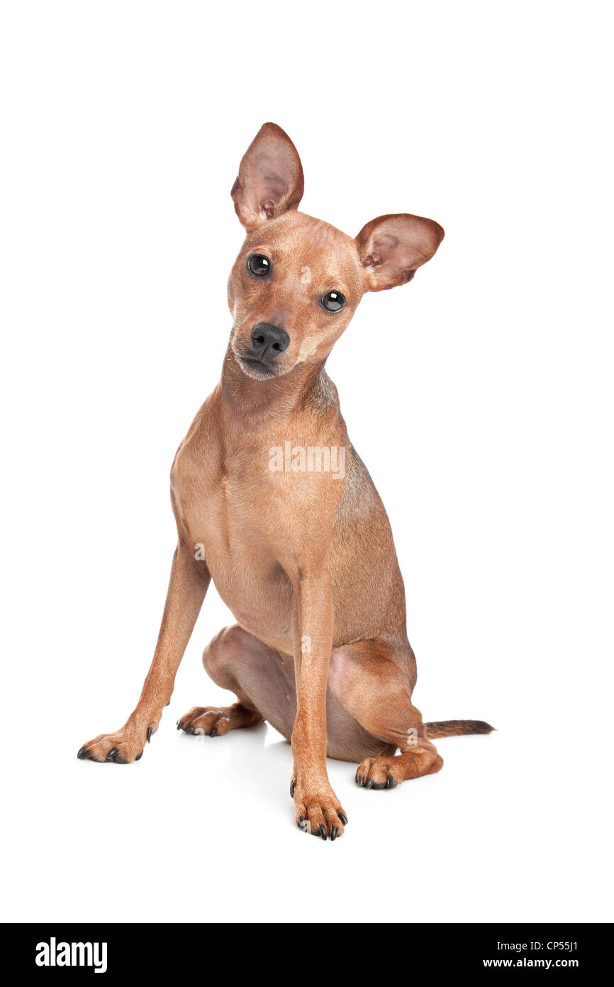 Miniature Pinscher in front of a white background Stock Photo - Alamy