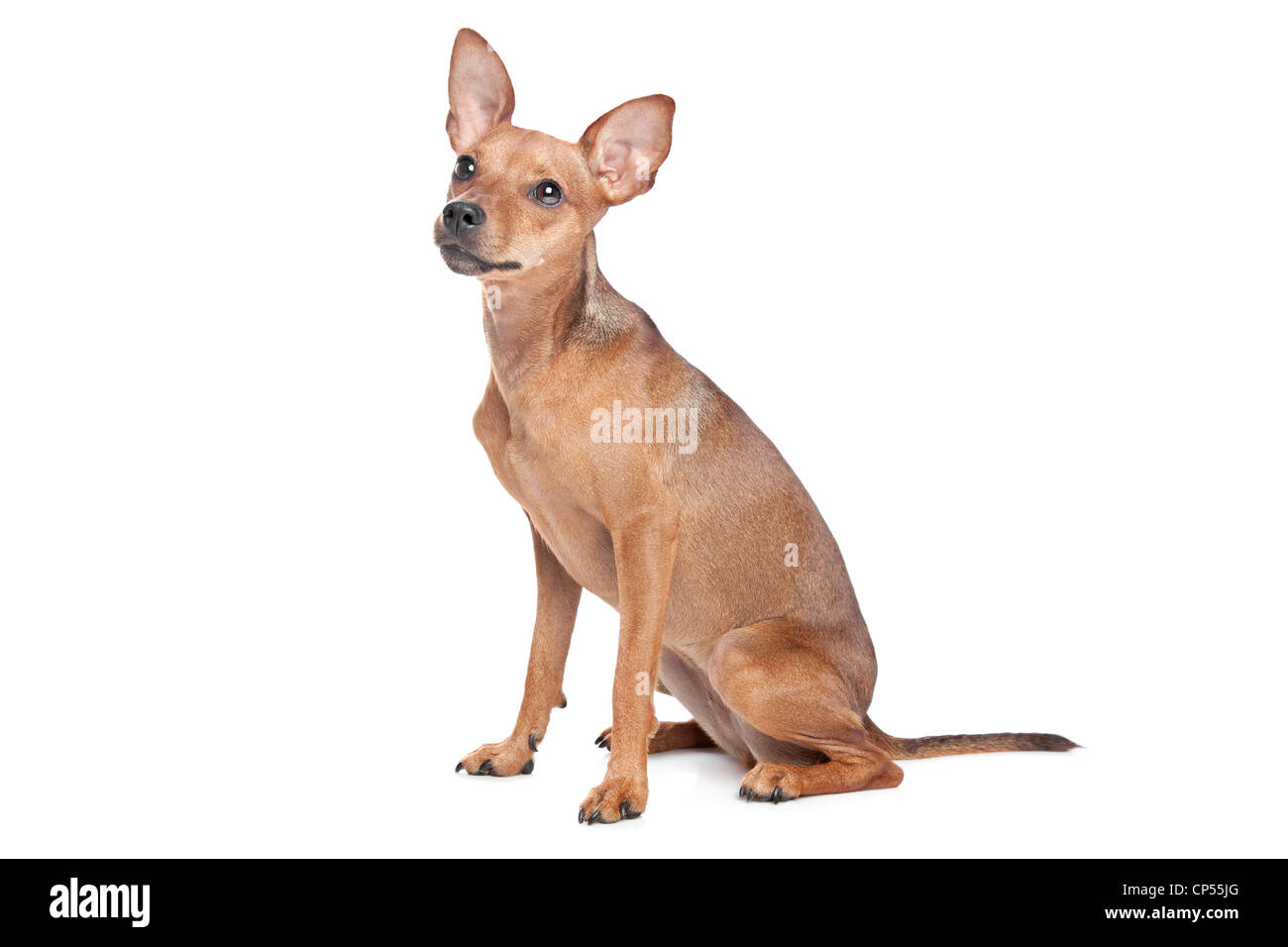 Miniature Pinscher in front of a white background Stock Photo - Alamy