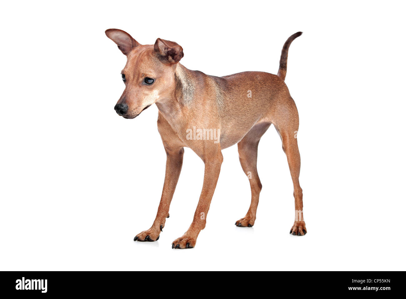 Miniature Pinscher in front of a white background Stock Photo - Alamy