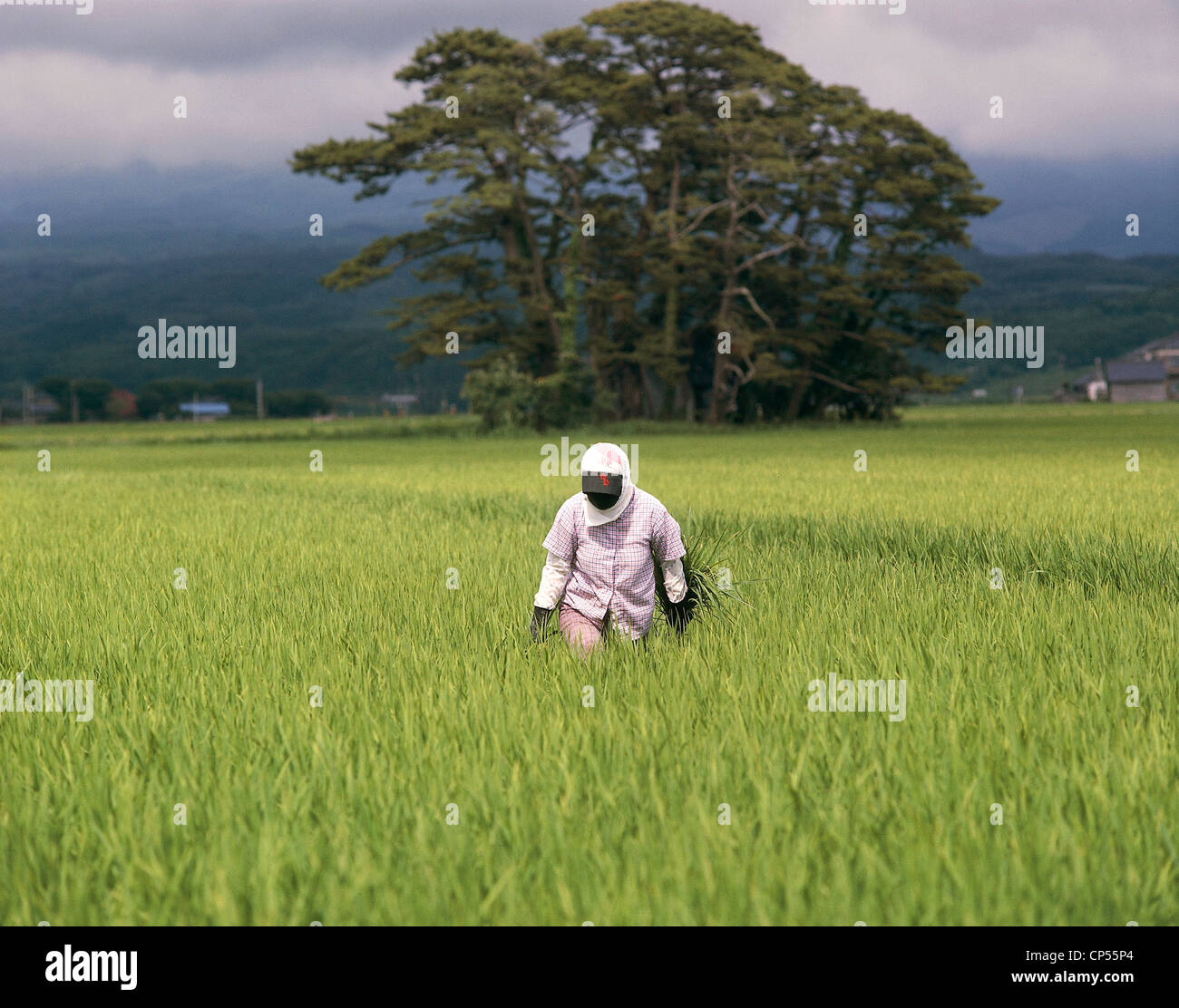 Yamagata Japan Rice Fields Stock Photo - Alamy