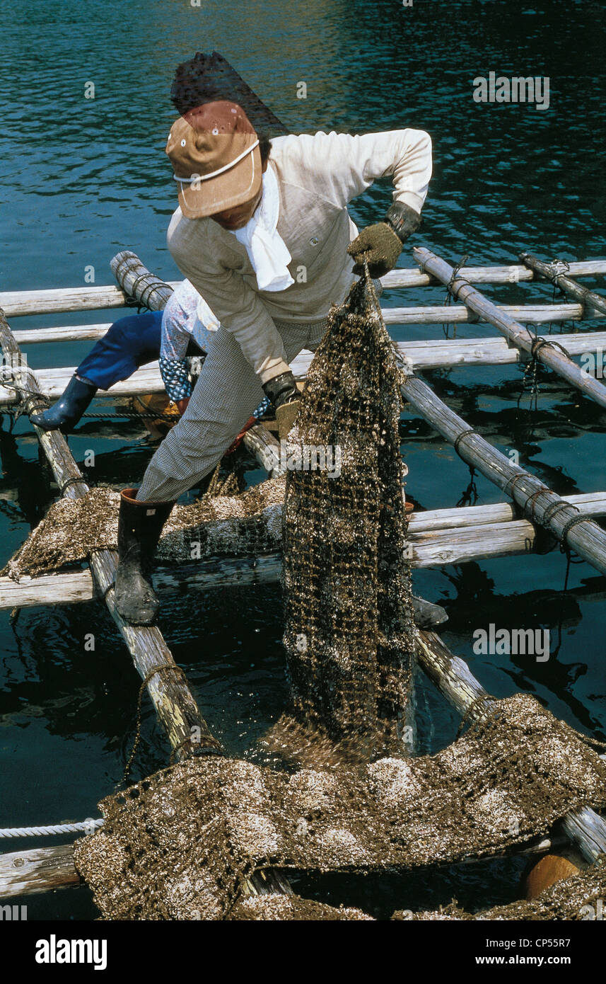 Japan - Mikimoto. Pearl farming Stock Photo - Alamy