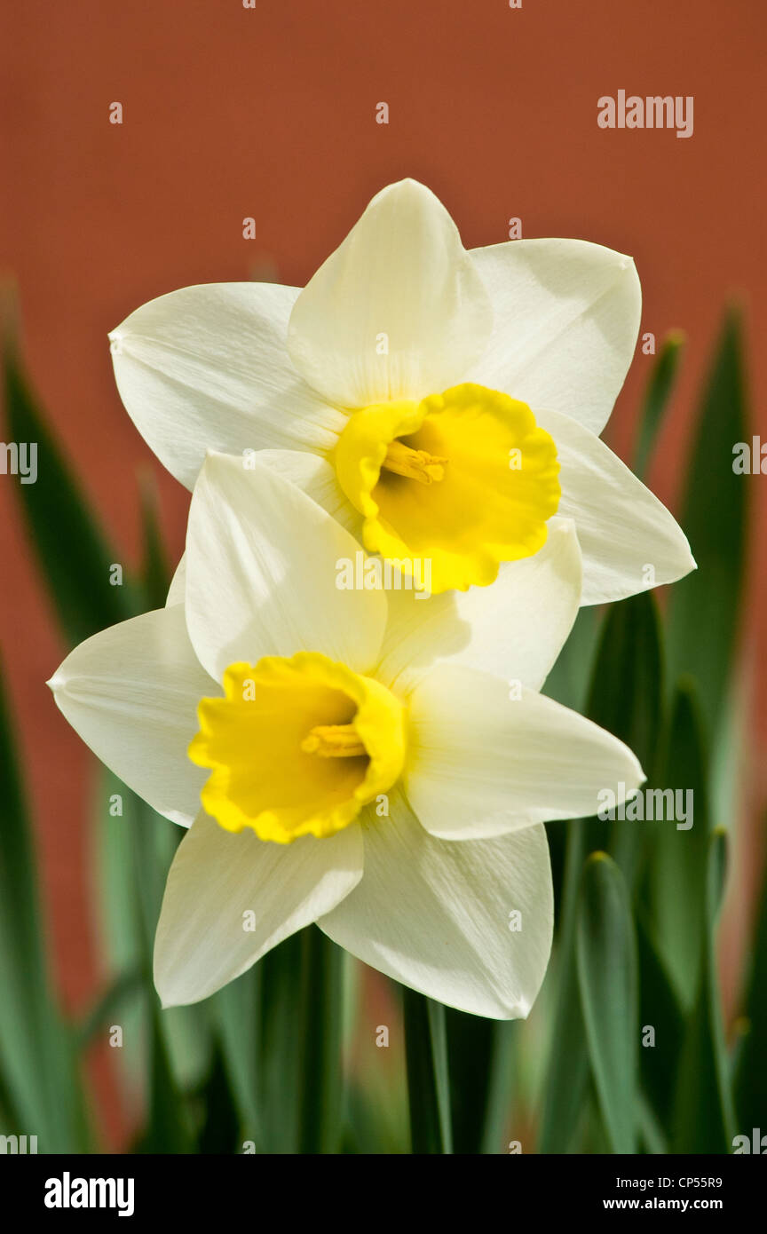Two white yellow daffodils close up Stock Photo - Alamy