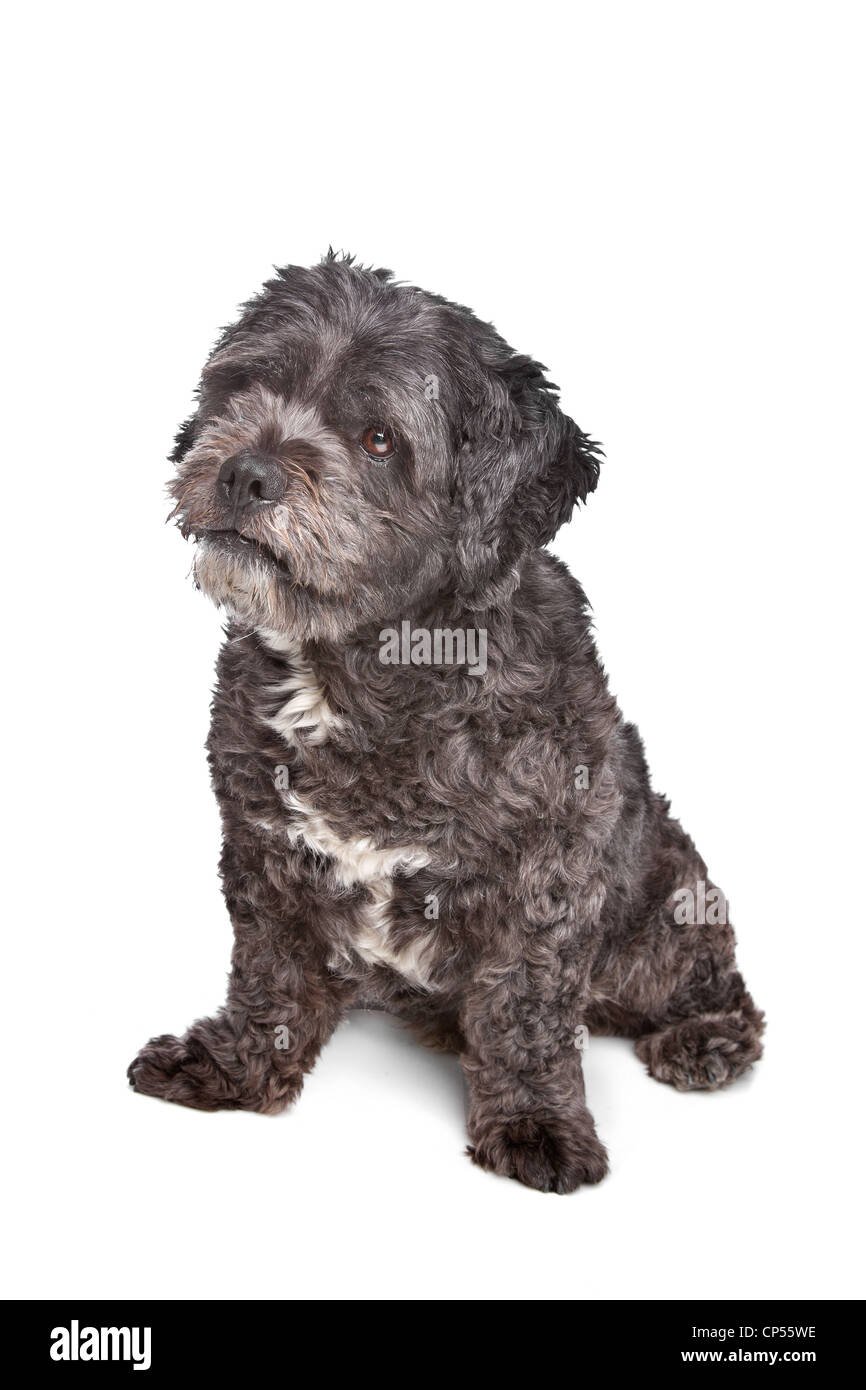 Boomer dog in front of a white background Stock Photo - Alamy