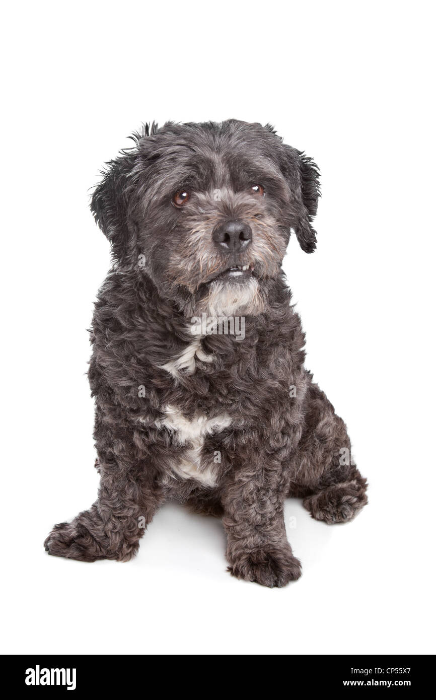 Boomer dog in front of a white background Stock Photo - Alamy