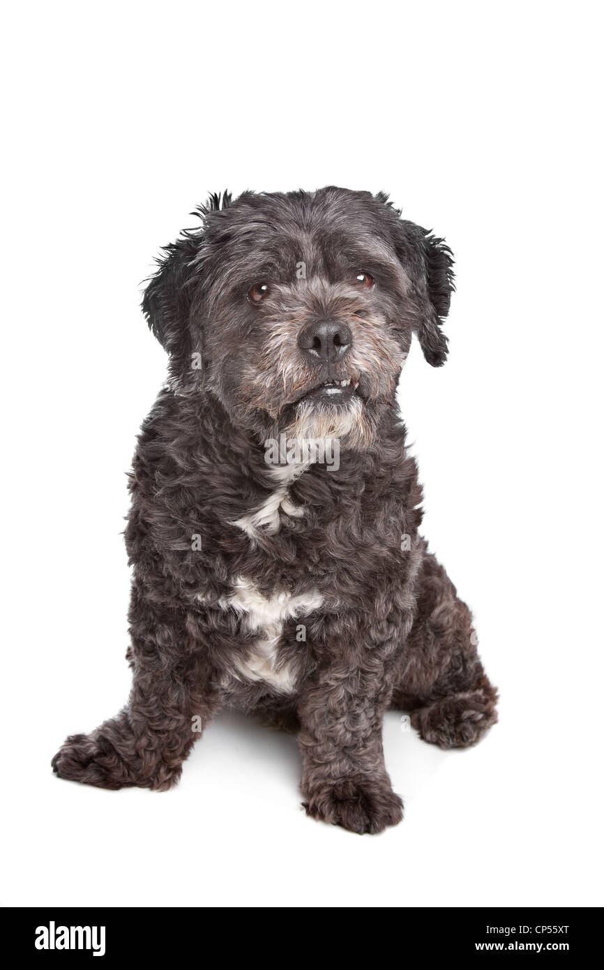 Boomer dog in front of a white background Stock Photo - Alamy