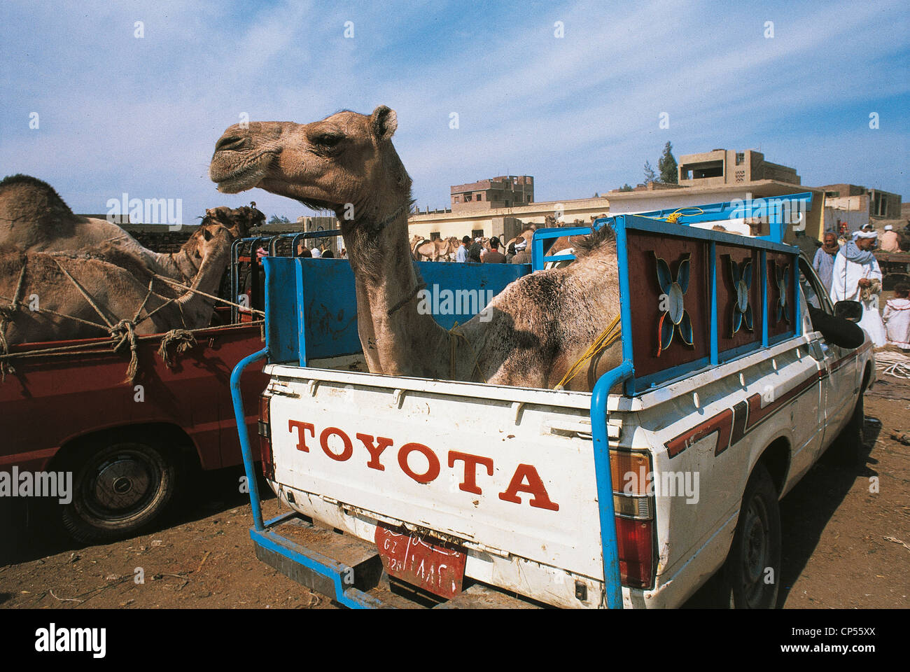 Egypt Cairo Camel Stock Photo - Alamy