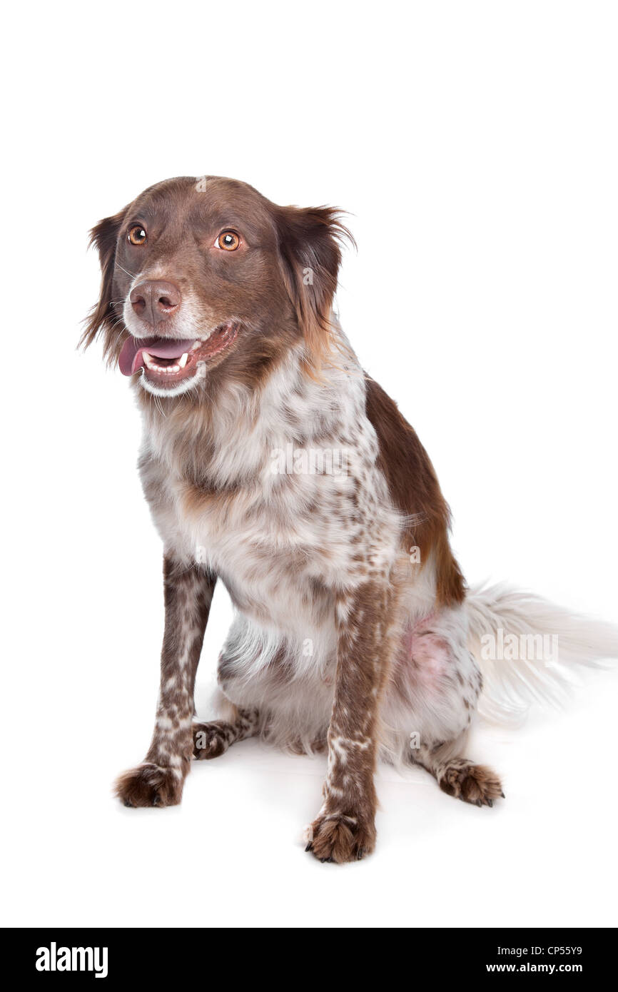 stabyhoun(Frisian Pointer) in front of a white background Stock Photo ...