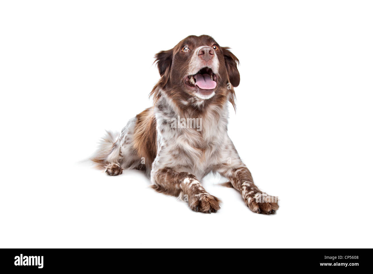 stabyhoun(Frisian Pointer) in front of a white background Stock Photo ...