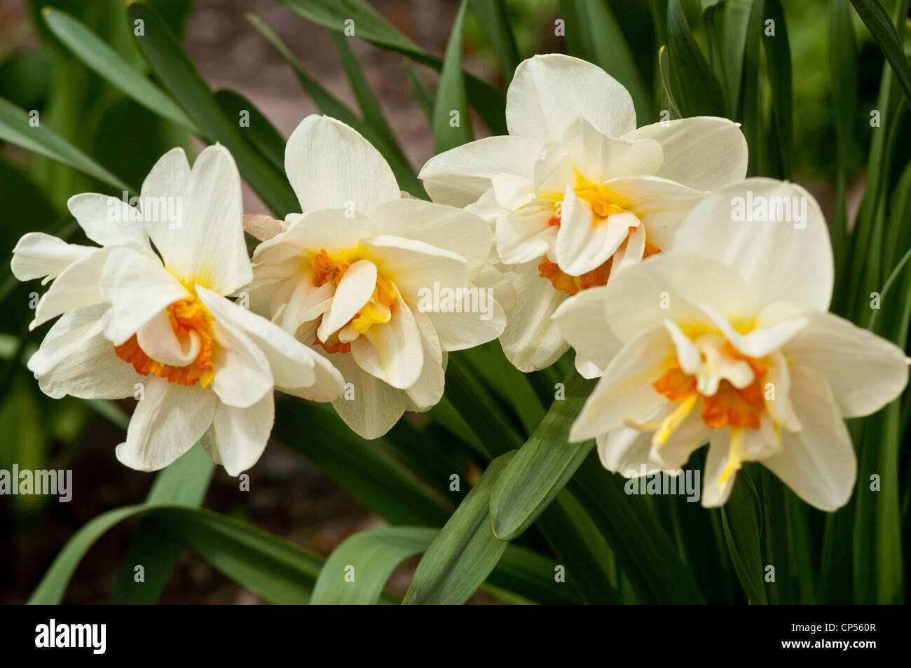 Split corona flower hi-res stock photography and images - Alamy