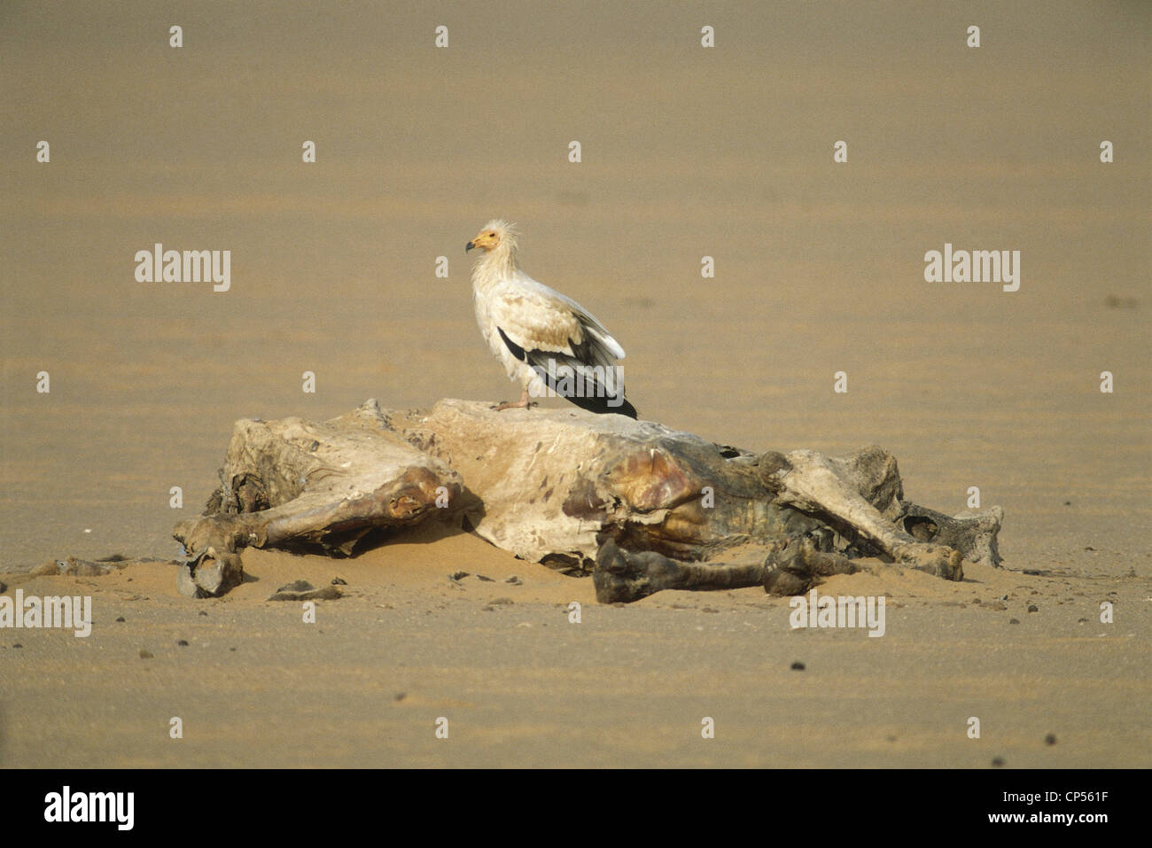 Egypt - Eastern Sahara. Carcass of a dead camel in the desert along the ...