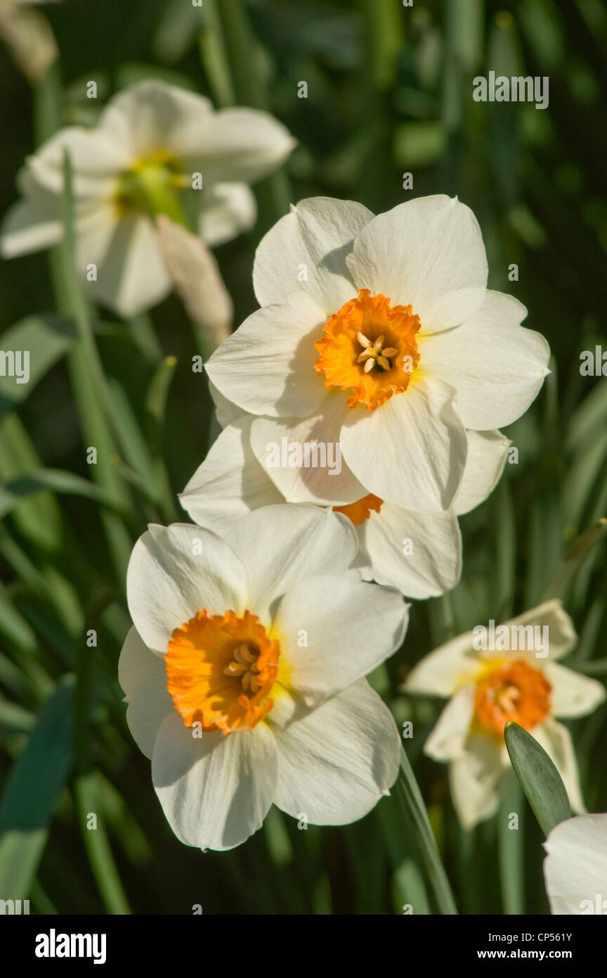 Orange cup of a hi-res stock photography and images - Alamy