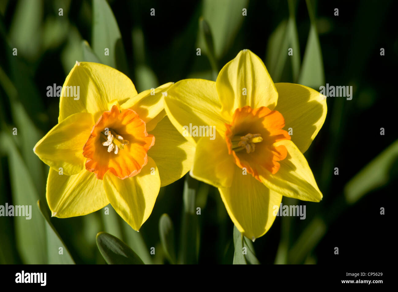 Two orange yellow Jonquilla Daffodils Stock Photo - Alamy