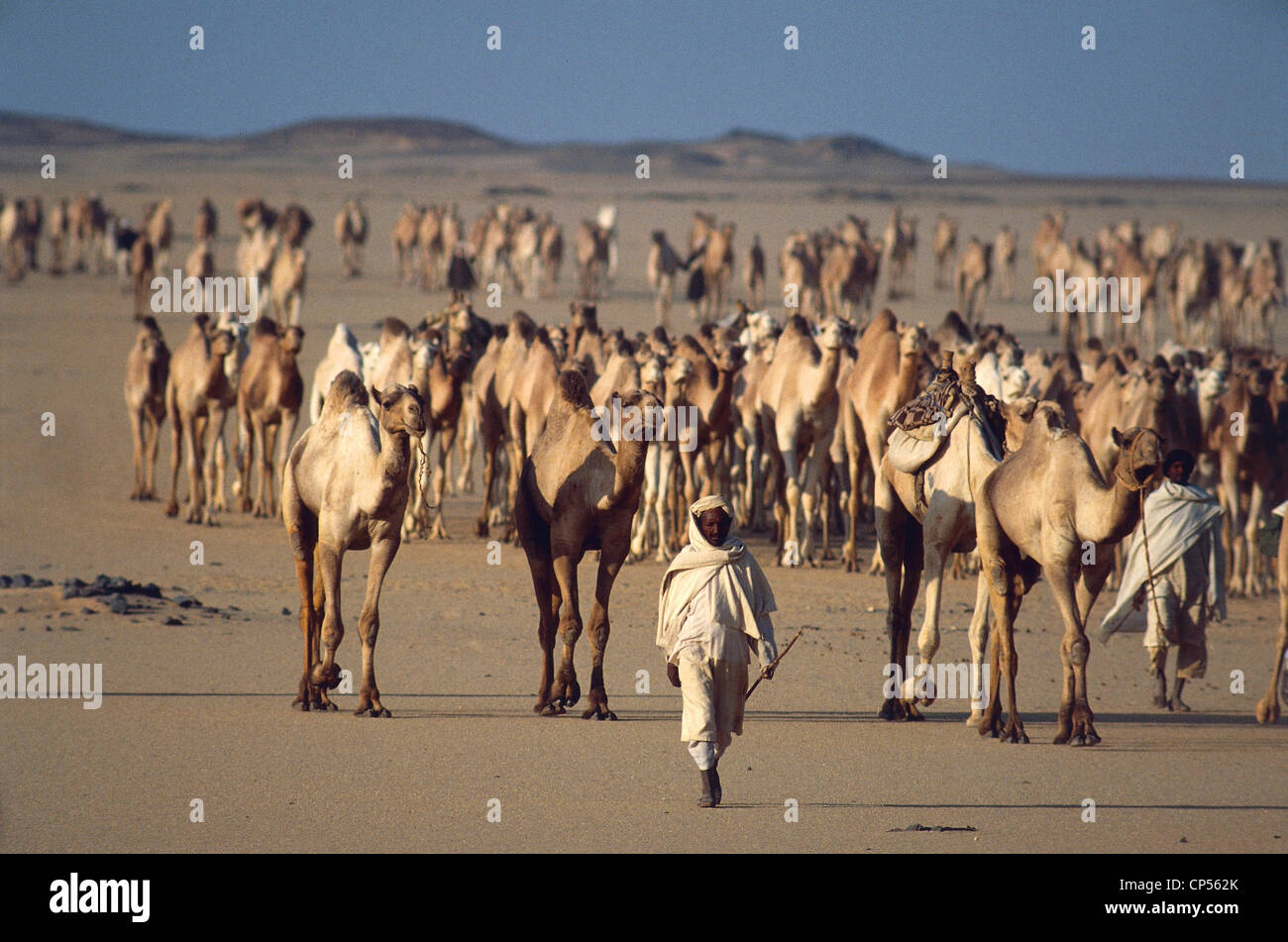 Egypt Caravan Of Camels Stock Photo - Alamy
